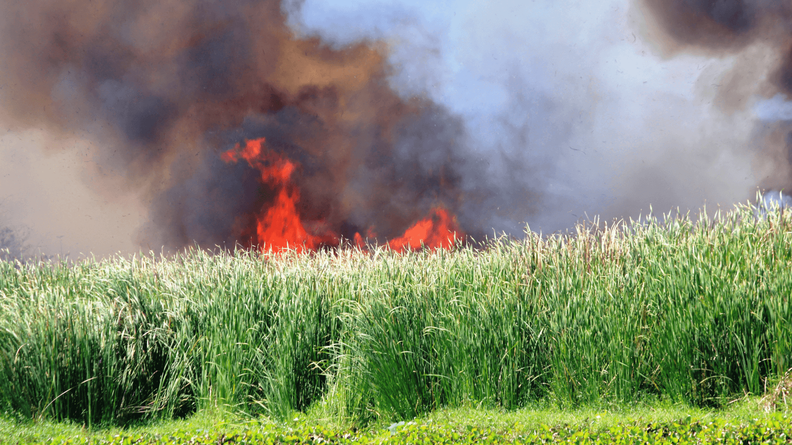 Armed conflict and the environment | Geneva Call